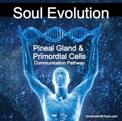 Article 3: Pineal Gland-Primordial Cells Communication Pathway ...
