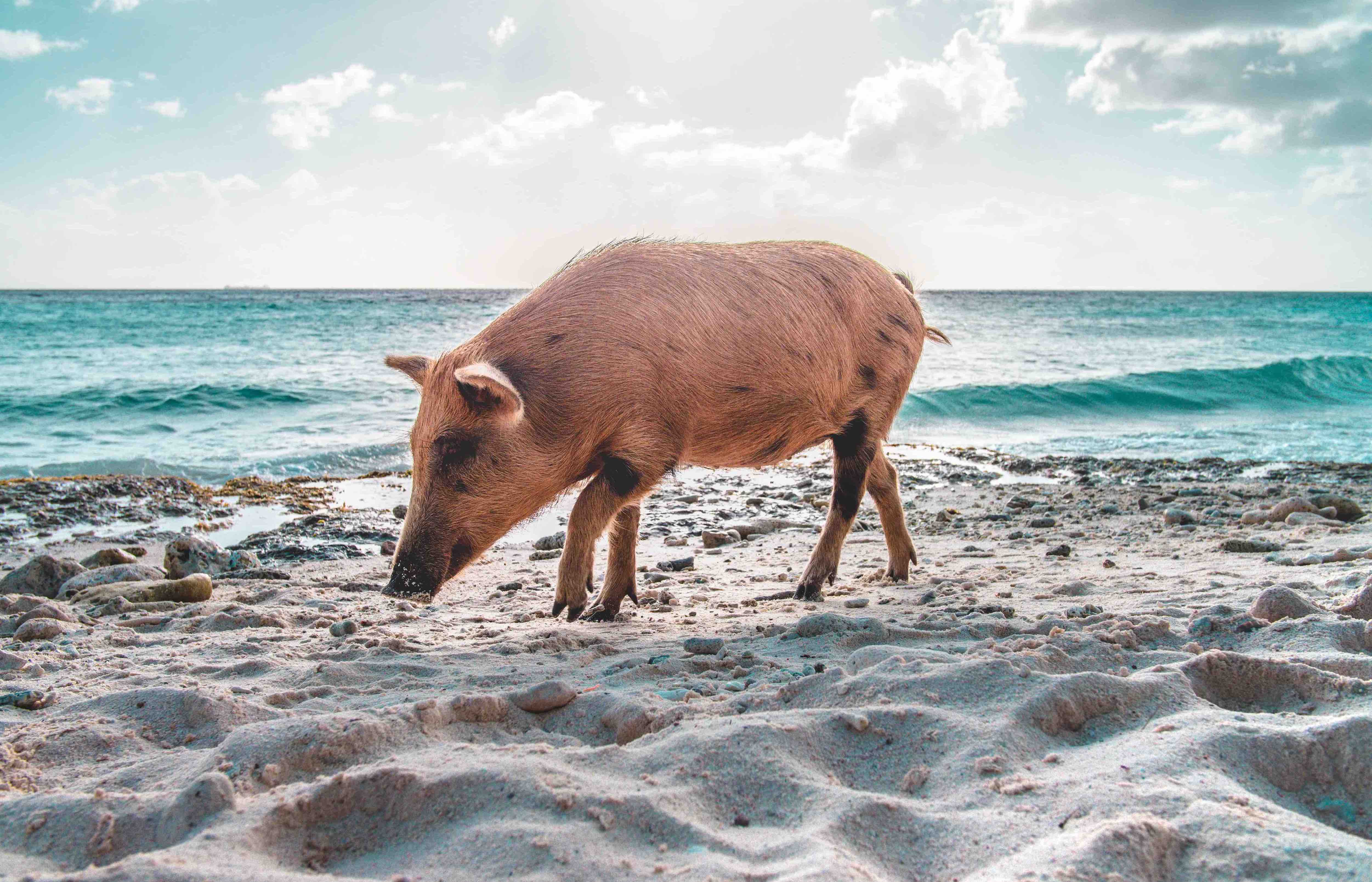 2019 - Year of the GOLDEN Yin Earth Pig