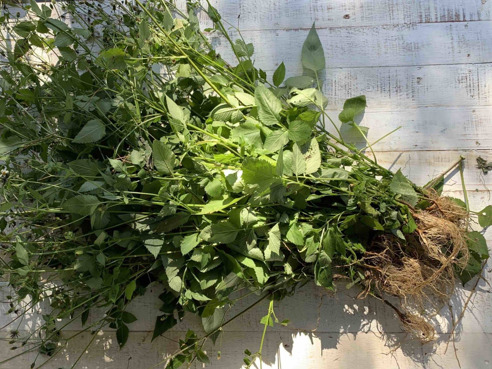 Cobblers Pegs Herbal Tincture - Plant Spirit Medicine