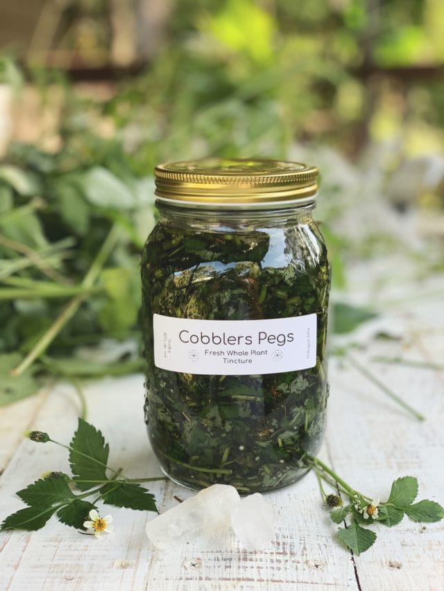 Cobblers Pegs Herbal Tincture - Plant Spirit Medicine