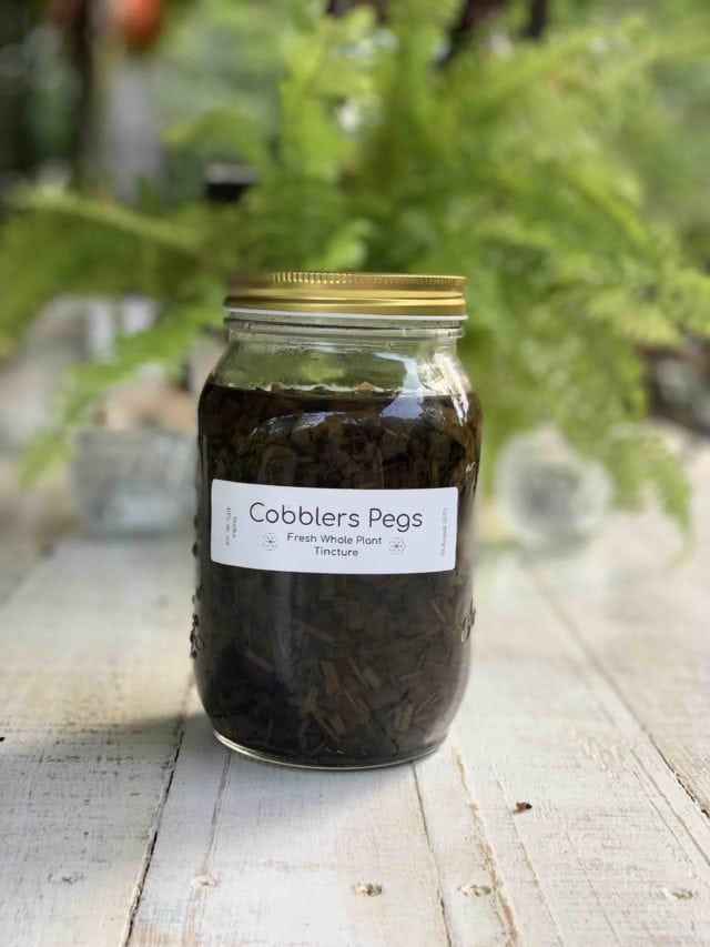 Cobblers Pegs Herbal Tincture - Plant Spirit Medicine