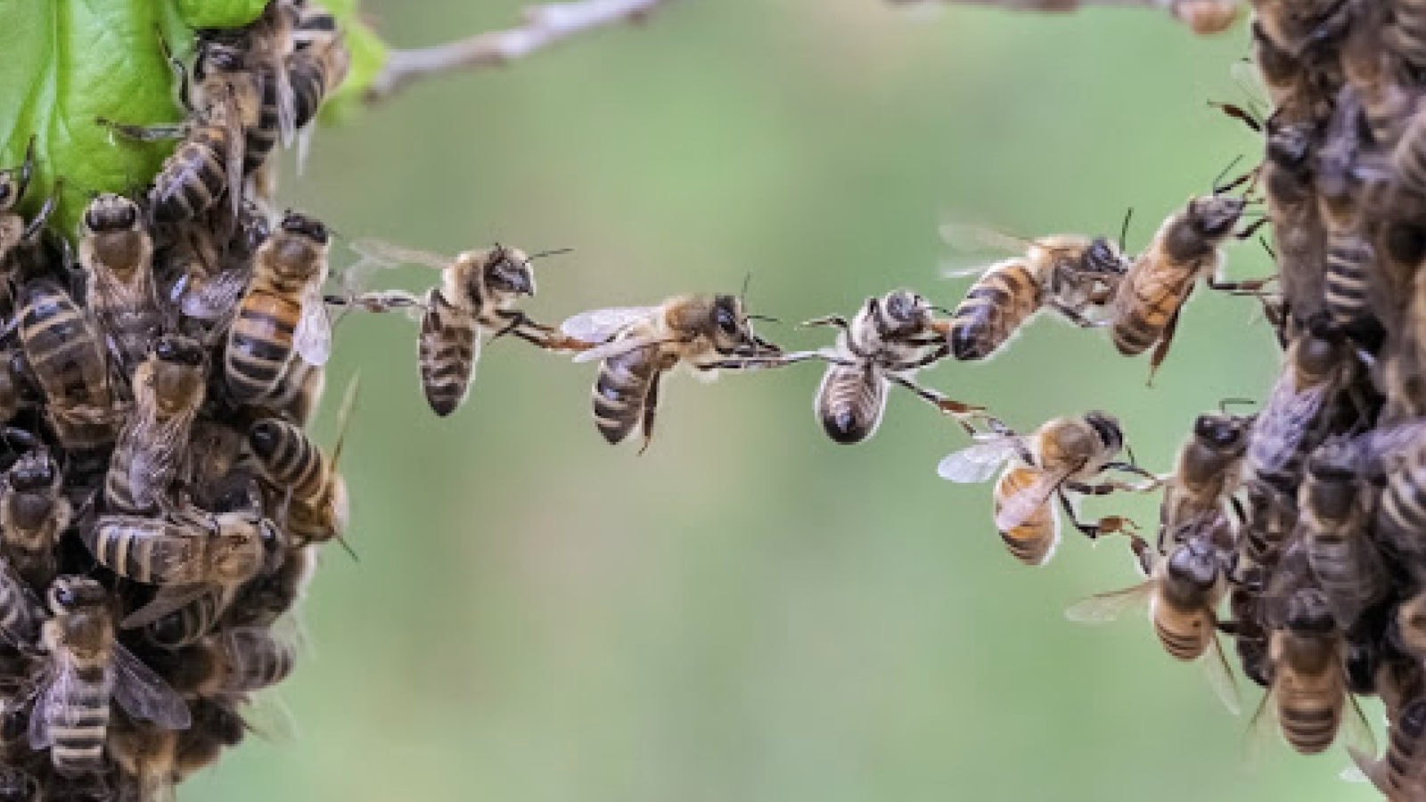 Wisdom of HoneyBees - The Song & Prayer of a New Earth