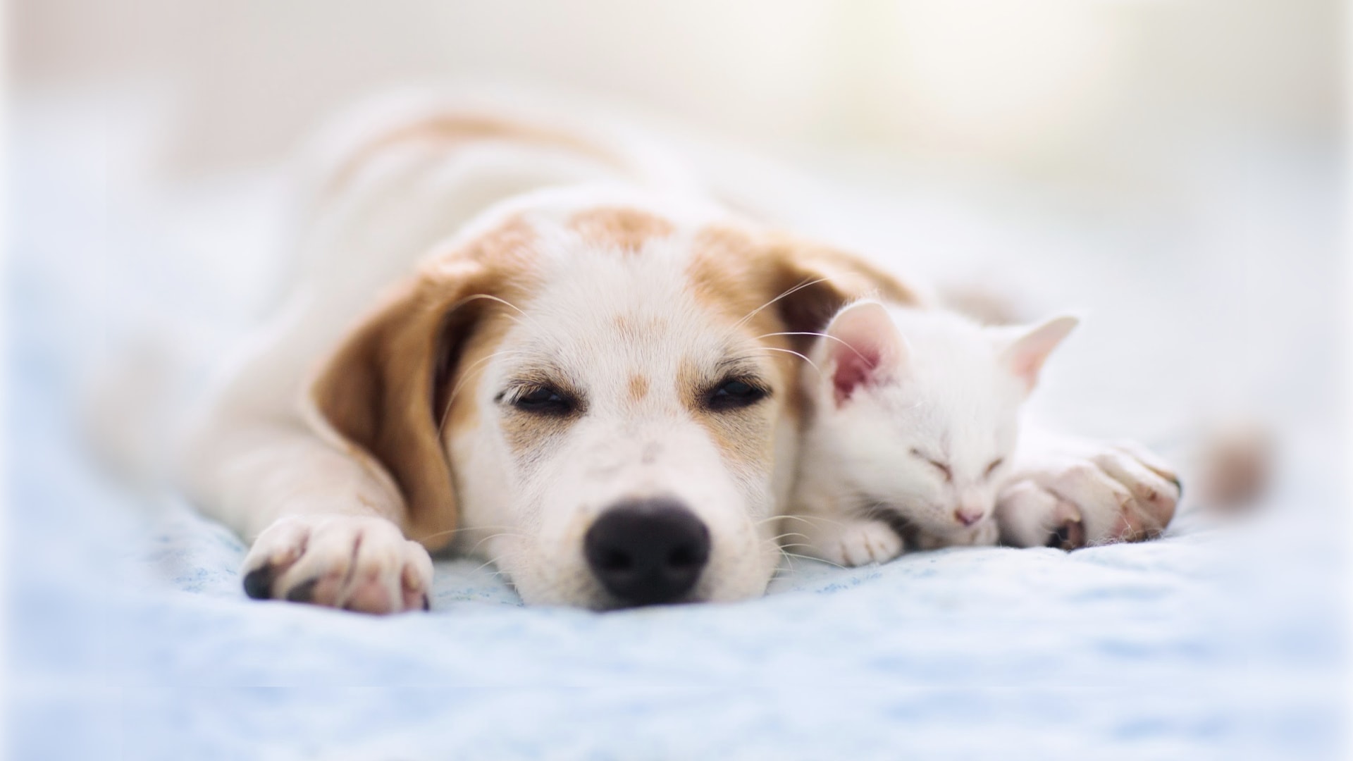 Loving our Animals, Loving our Earth