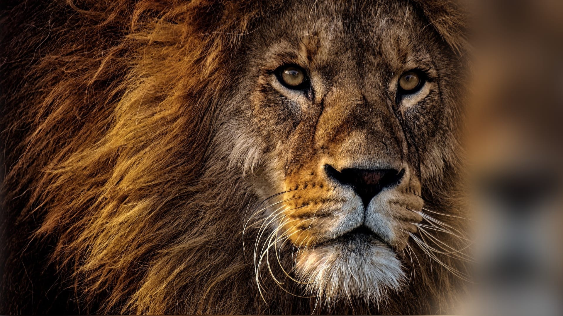 Lions Gateway 8:8 Portal - Becoming LIGHT