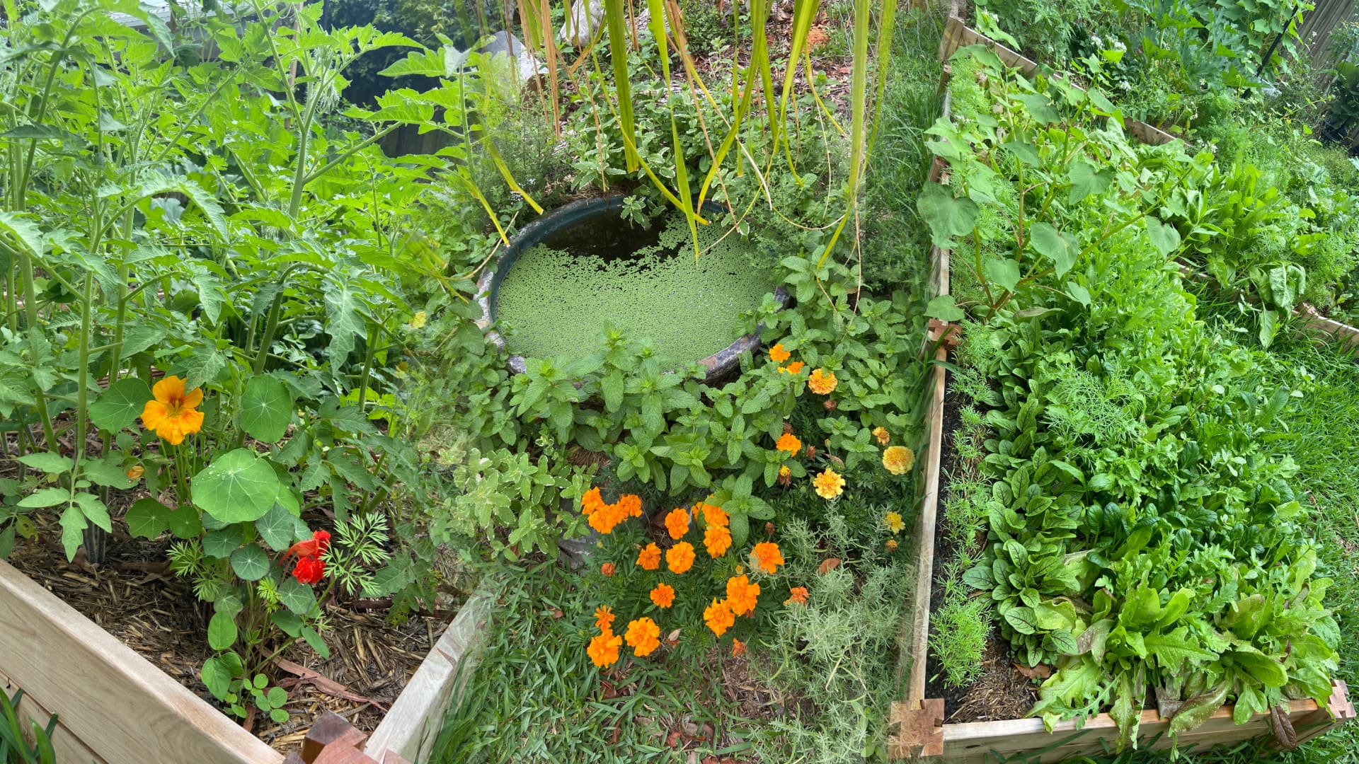 Cultivating your New Earth Garden