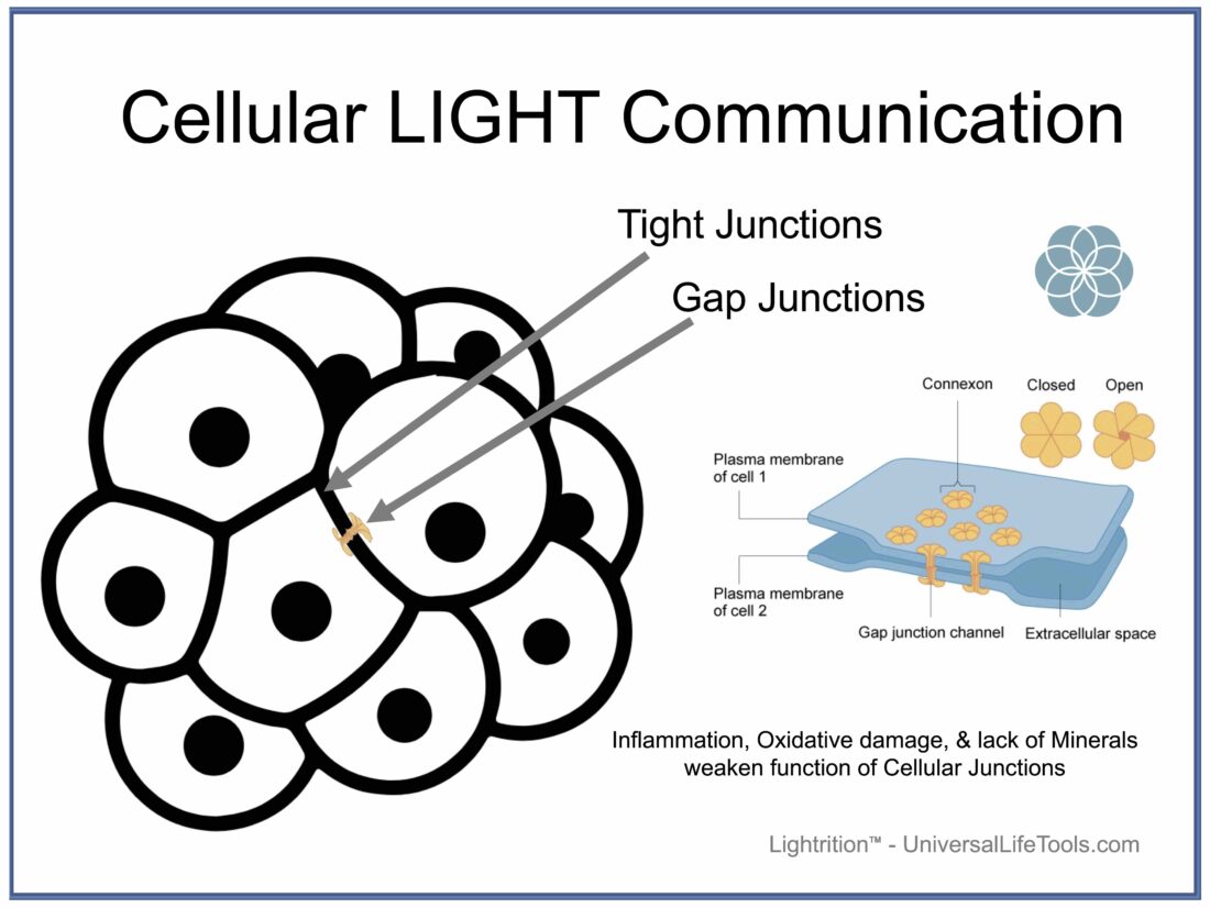 Cellular LIGHT communication— we really are LIGHT-Beings