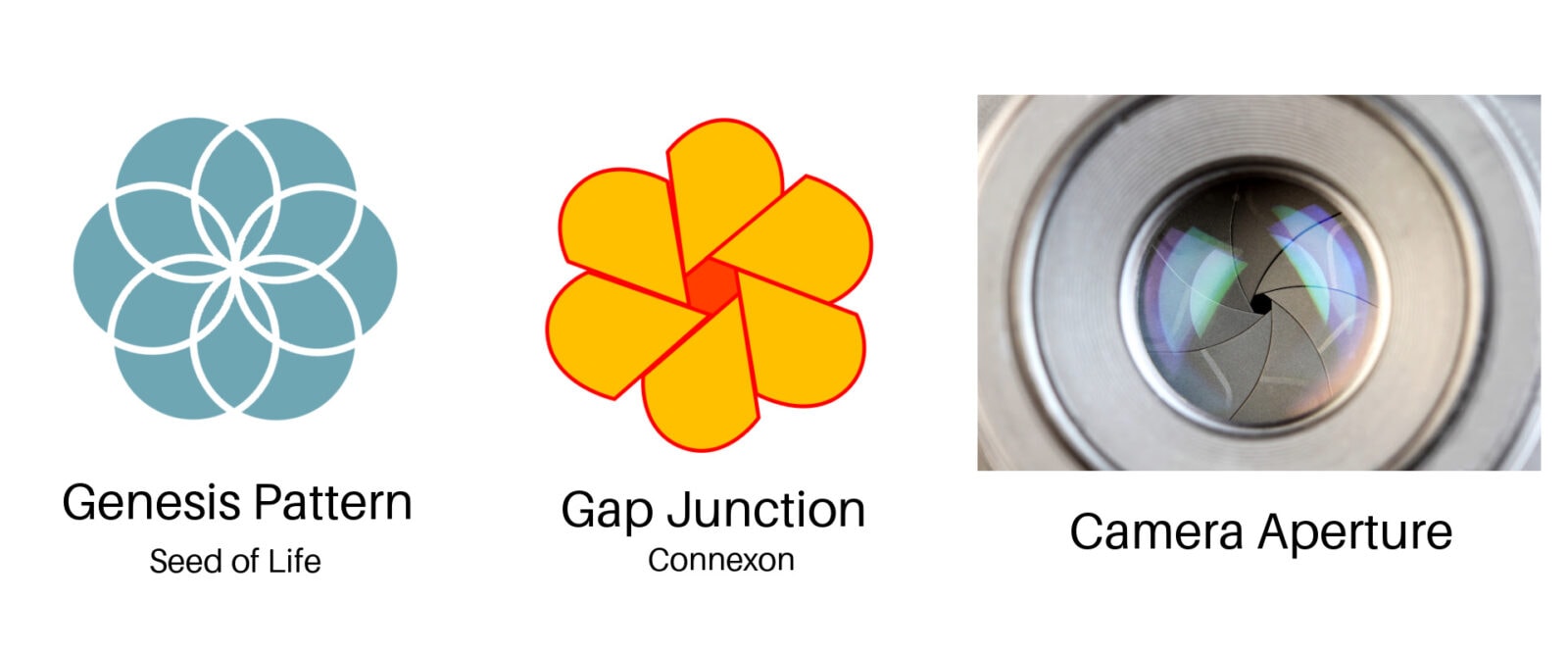 Cellular LIGHT communication— we really are LIGHT-Beings